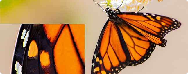 AI Frame Interpolation Software - VideoProc Converter AI